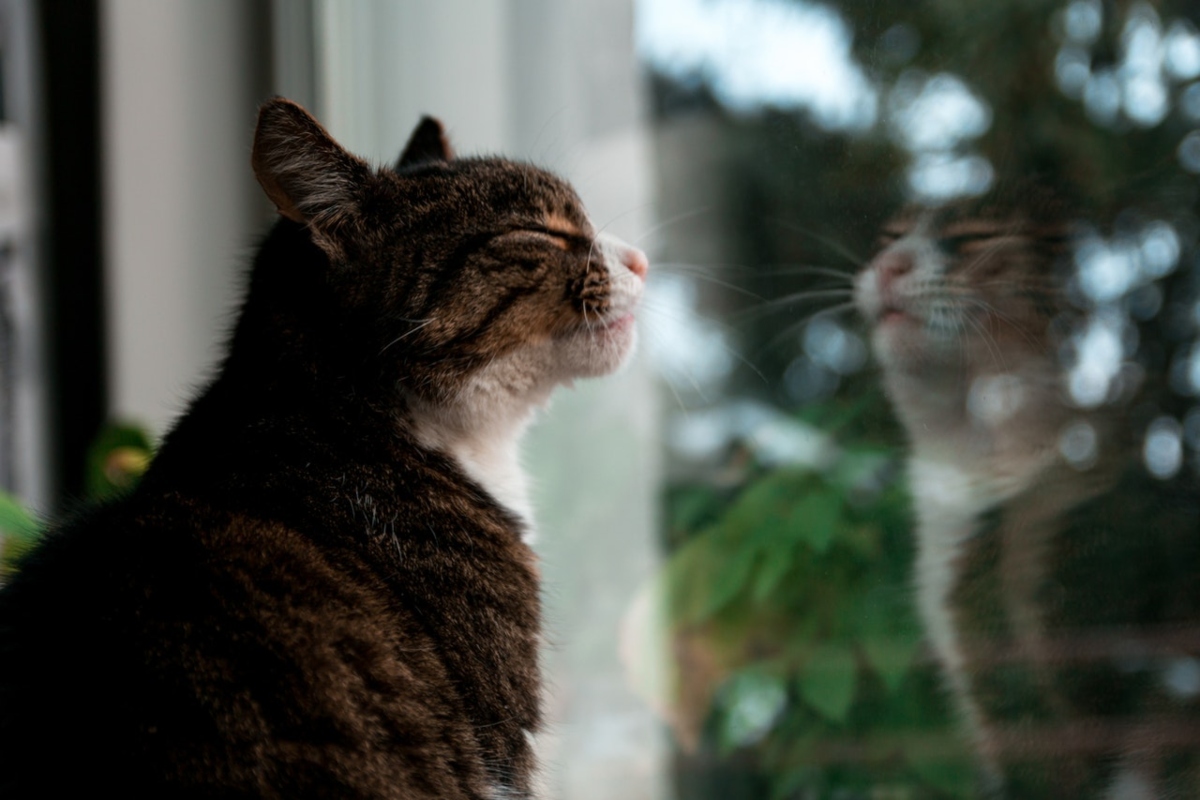 Pet-Proof Window Furnishing Options | Total Window